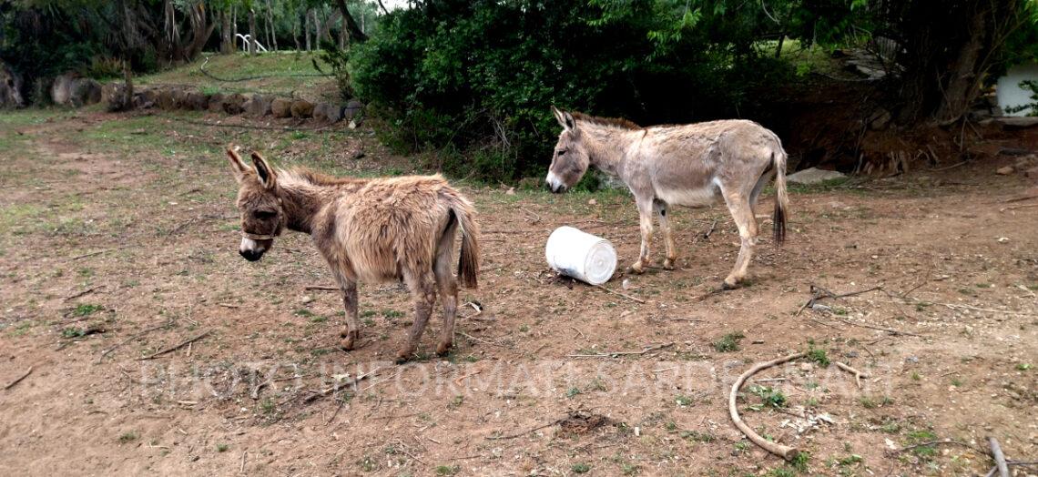 Asinello sardo: caratteristiche e storia del simbolo della Sardegna