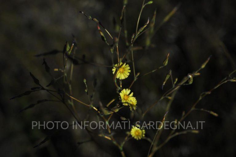 Tarassaco comune (Taraxacum officinale): scheda e usi