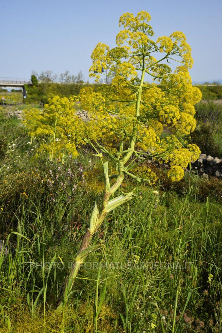 Ferula comune (Ferula communis): caratteristiche, usi e il feurratzu