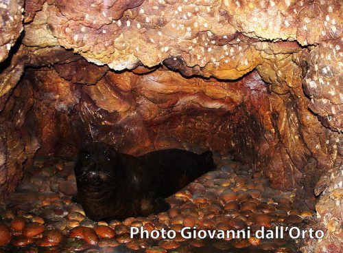Animali della Sardegna: fauna, specie e biodiversità