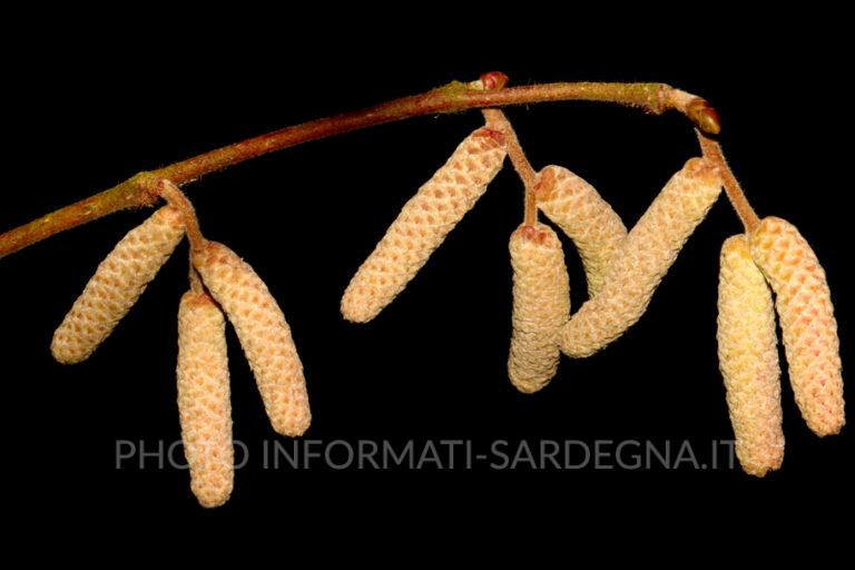 Baco da seta: storia e applicazioni