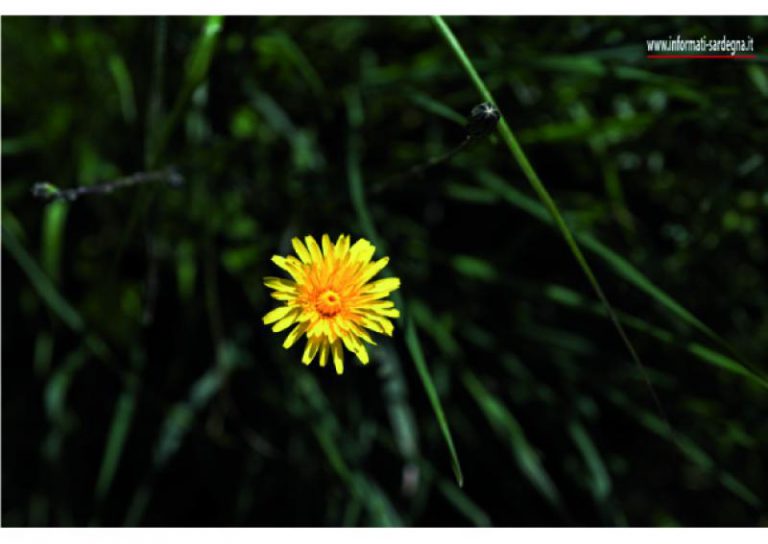 Tarassaco comune (Taraxacum officinale): scheda e usi
