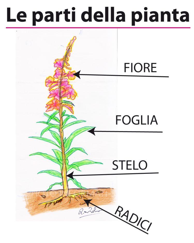 Come vivono le piante: guida completa e curiosità